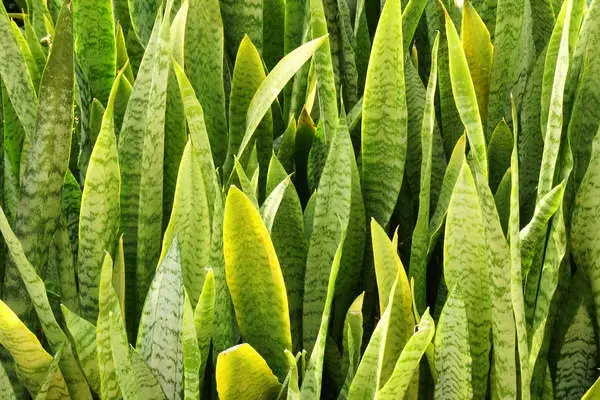 variedades de plantas de cobra