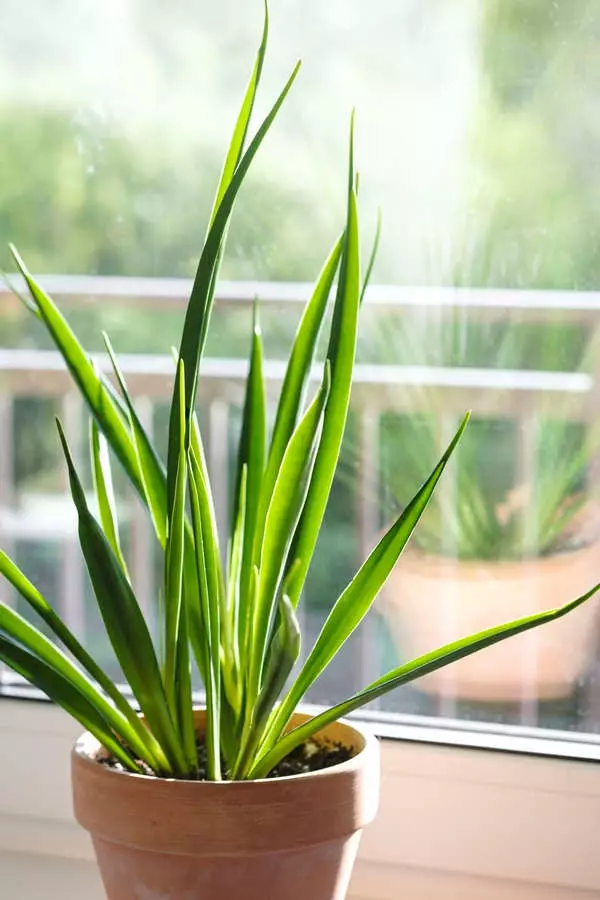 variedades de plantas de cobra