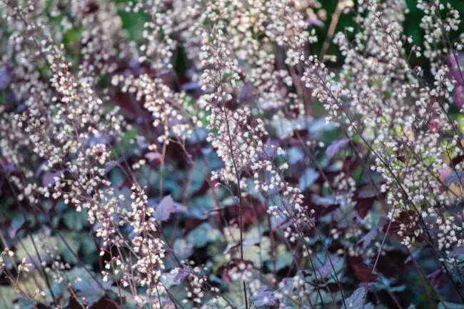 ウサギ耐性植物