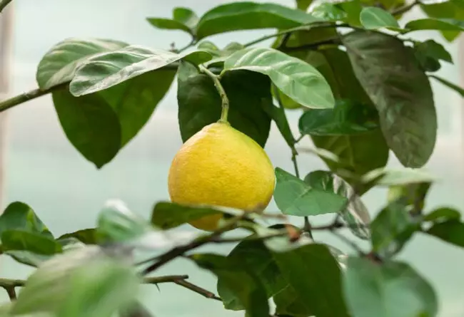 如何在室內種植檸檬樹