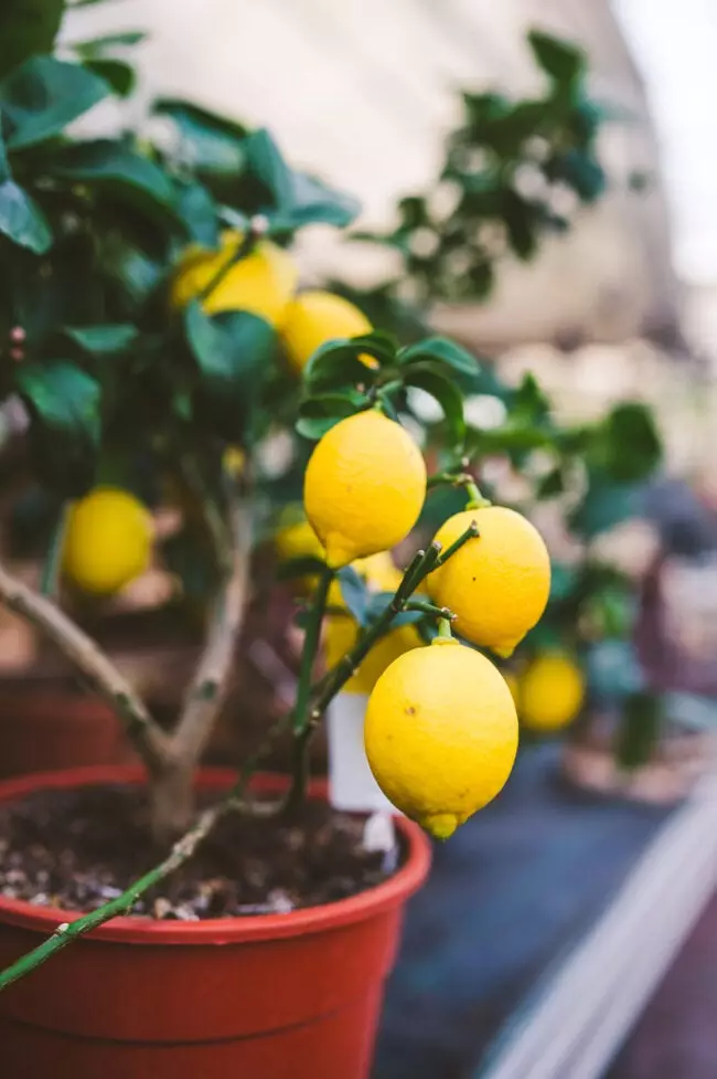 如何在室内种植柠檬树