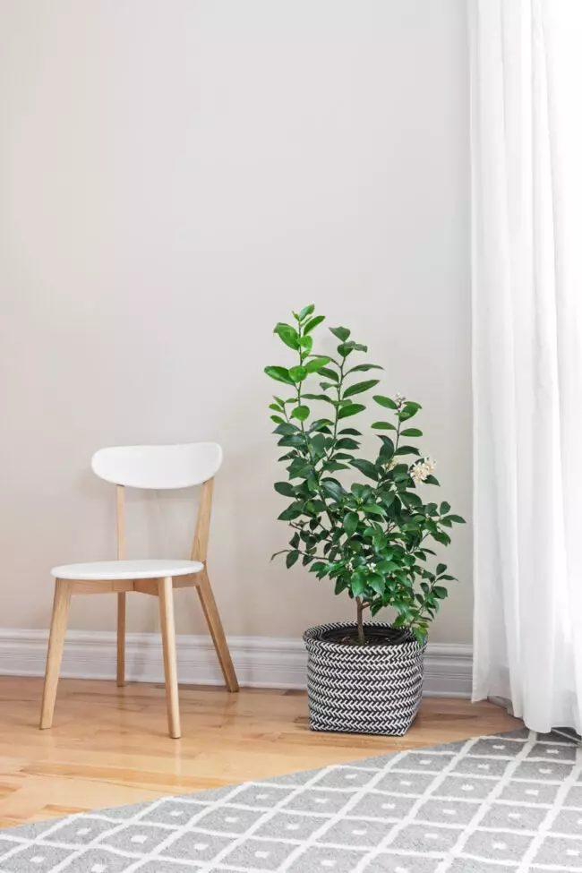 Hvordan dyrke sitrontrær innendørs