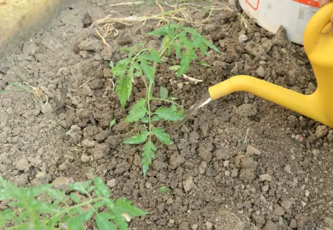 Menyiram tumbuhan muda, anak benih tomato, di taman sayur-sayuran pada musim bunga