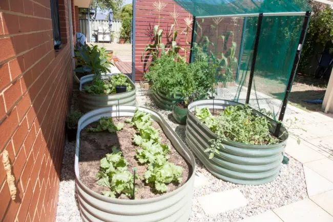 Home grown veges, backyard vegetable patch.