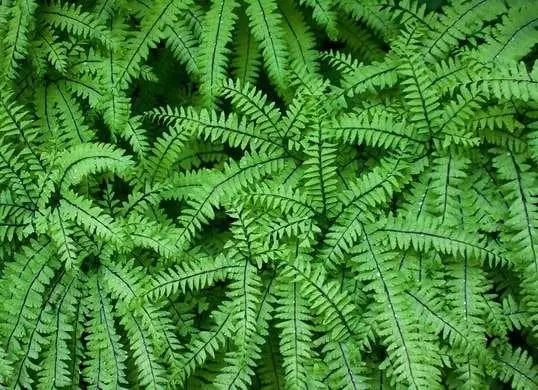 Maidenhair Fern