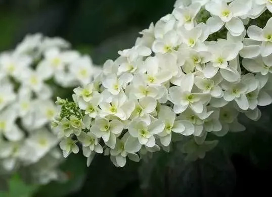 Eichenblatt-Hortensie