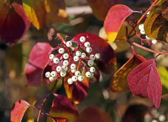 Red Twig Dogwood дар Гардрен