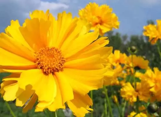 'Sunshine Superman' Coreopsis