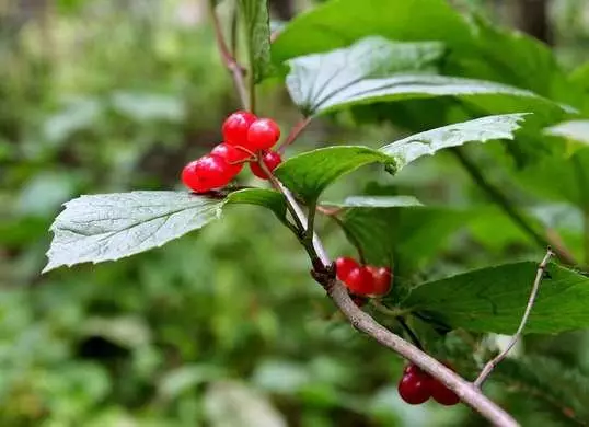 Viburnum Trilobum дар боғ