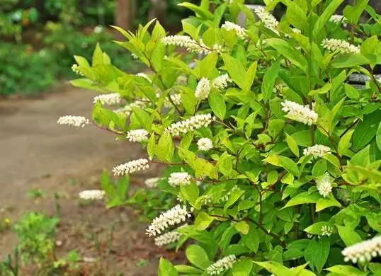 Virginia Sweetspire im Garten