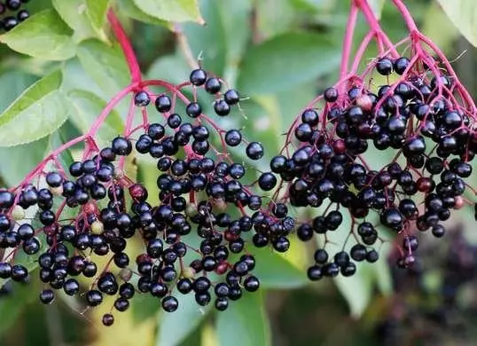 Elderberry дар боғ