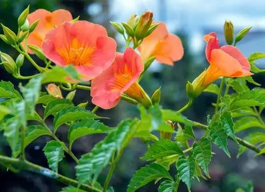 Trompetenrebe (Campsis radicans)