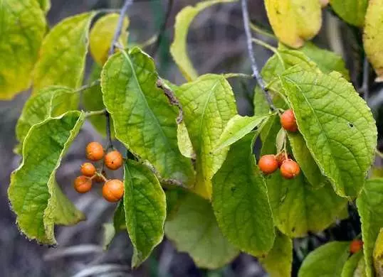 Amerikanisches Bittersüß im Garten