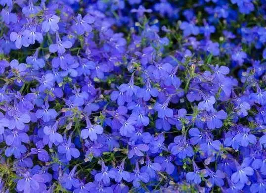 Lobelia