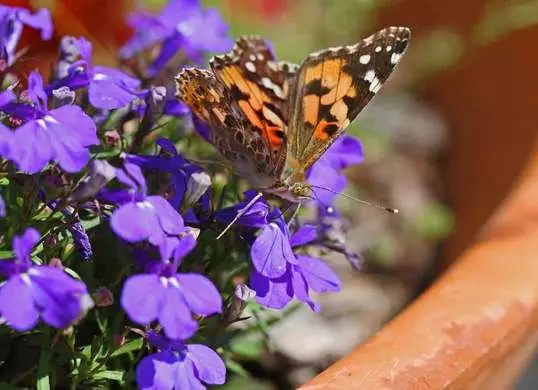 Lobelie im Garten