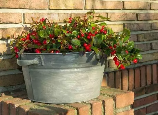 Wintergreen Gaultheria Procumbens