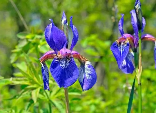 Iris Setosa