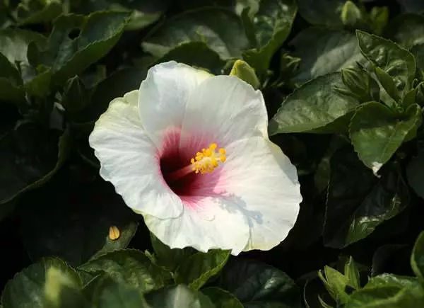 Гібіскус тропічний (Hibiscus rosa-sinensis)