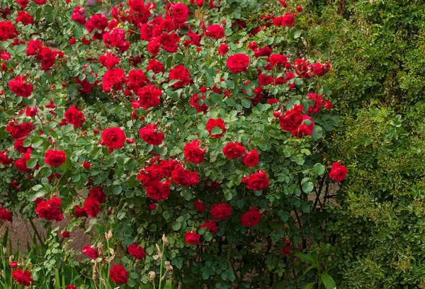 Троянда (Rosa spp)
