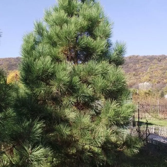 pinu motak - Jeffrey pine tree