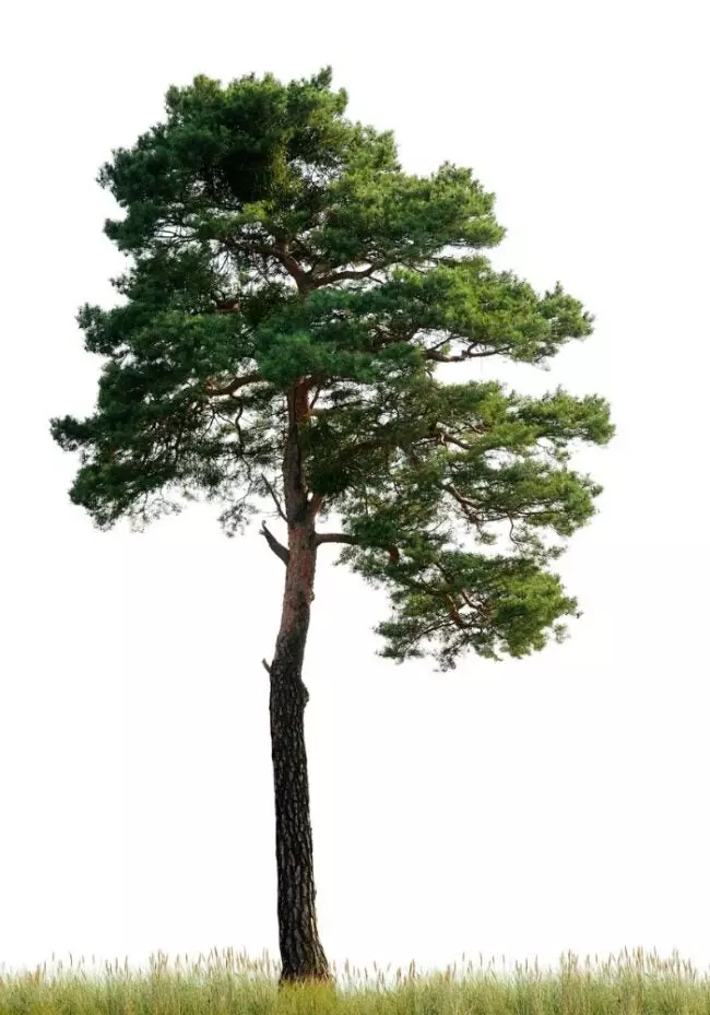 jenis pohon pinus - scot pine