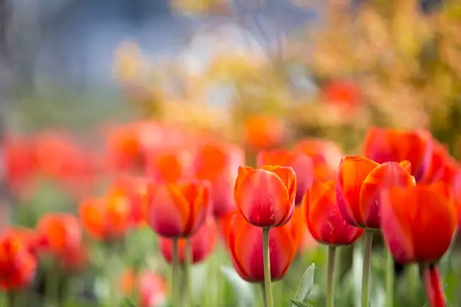 cuando plantar bulbos de tulipanes