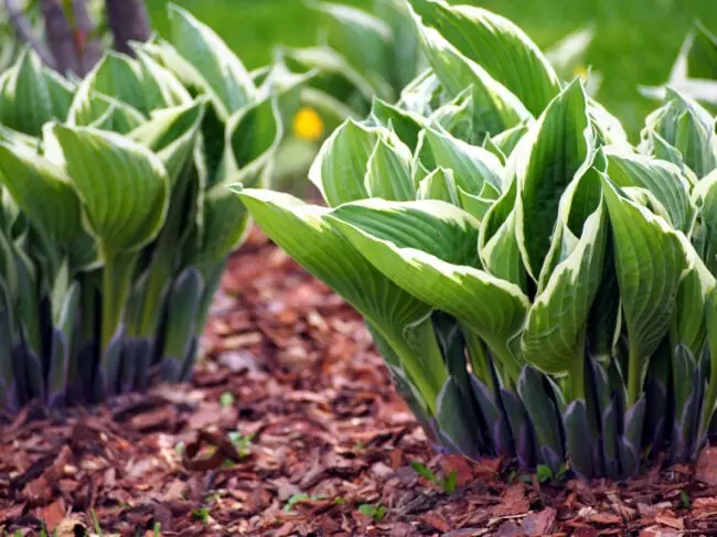 què és una planta perenne