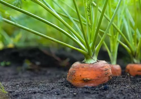 Plastikowa mulcz i rośliny o zimnym sezonie