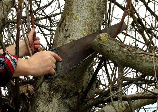 Tallar els arbres abans d'una tempesta