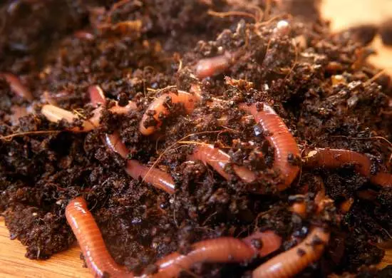 Adaugă viermi în compostul tău