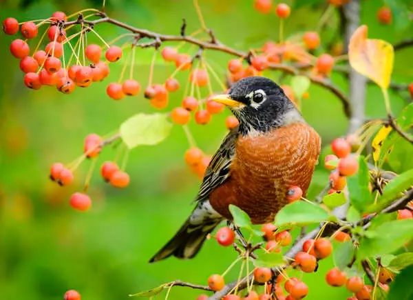 Есенни и зимни растения за птици