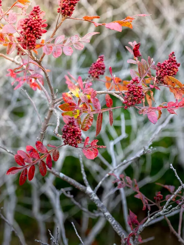 Staghorn cây sơn dành cho các loài chim mùa thu và mùa đông