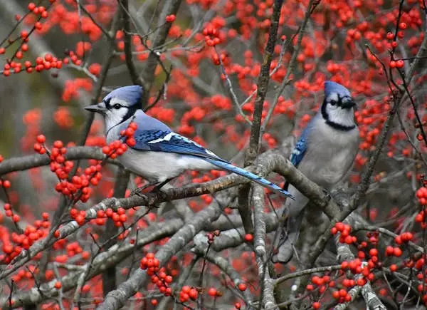 Rudens ir žiemos paukščiams skirtos uogos