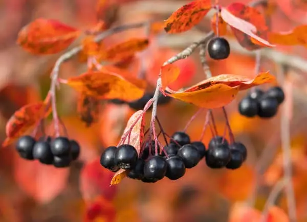 Chokeberry cho chim mùa thu và mùa đông