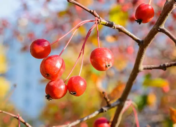 Rakova jabuka za jesenje i zimske ptice