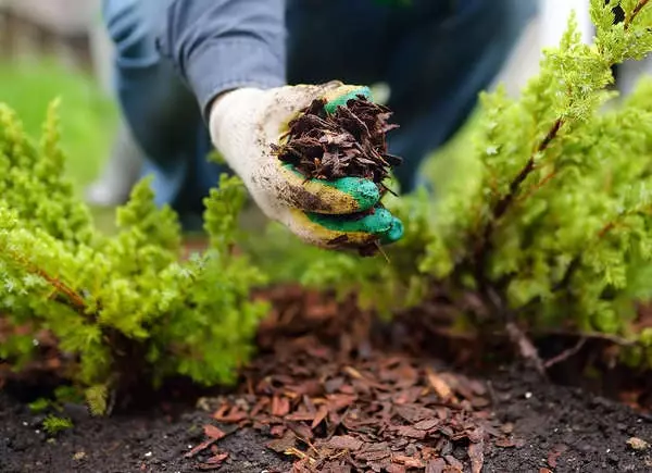 Mulch dayrta