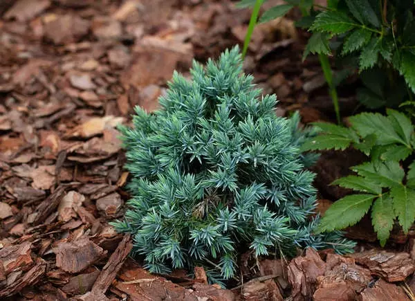 Giữ cho Evergreens luôn xanh