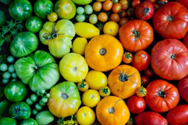 Latar mburi tomat pusaka seger, produk organik ing pasar Petani. Pelangi tomat.