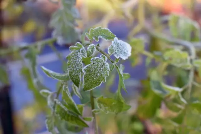 Makro af tomatplanteblade med frost