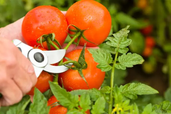 Colhendo tomates vermelhos maduros