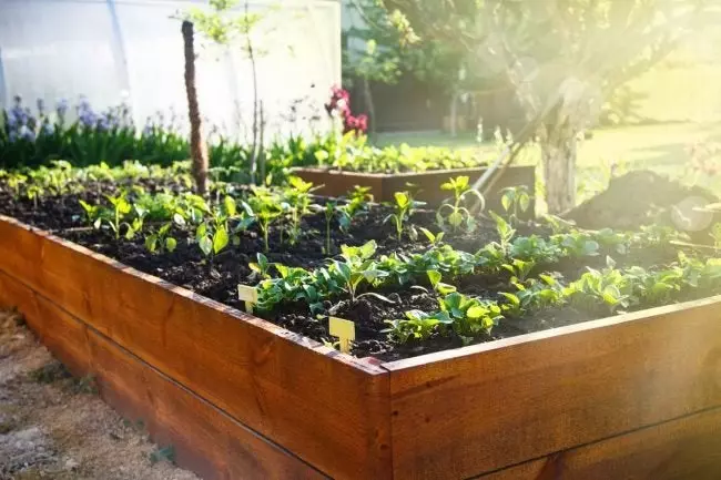 Најдобро подигнати градинарски кревети за растенија во двор