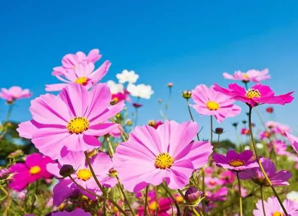 Cómo cultivar cosmos