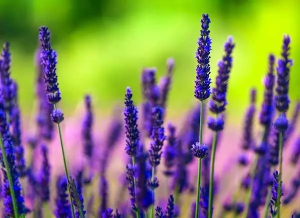 Yuav Ua Li Cas Loj hlob Lavender