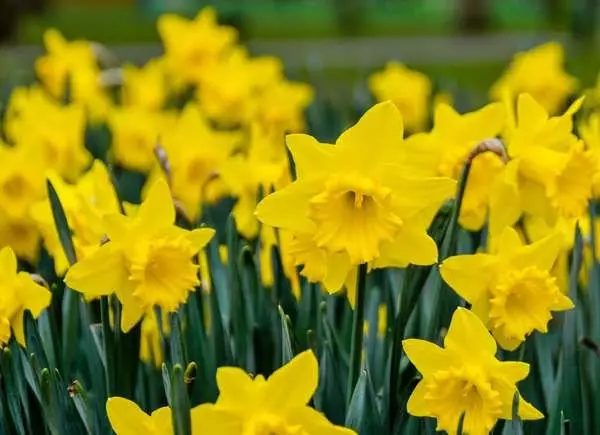 Yuav ua li cas loj hlob daffodils