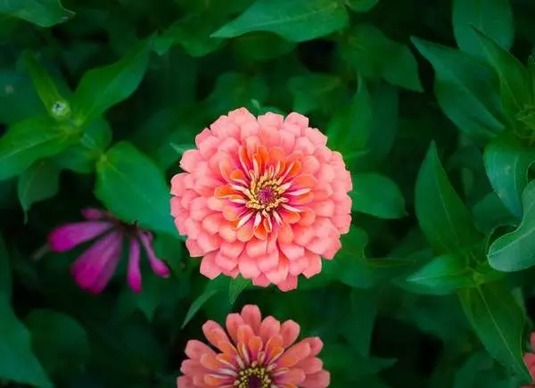 Cómo cultivar zinnia