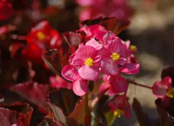 Cara Menanam Begonia Daun Merah