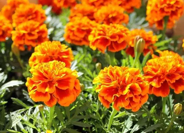 Cara Menanam Marigold