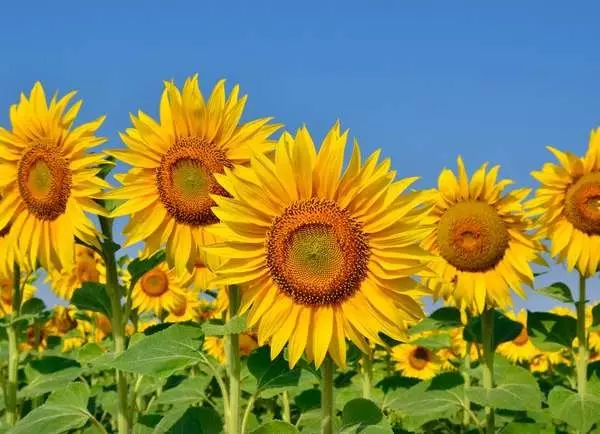 Girasol