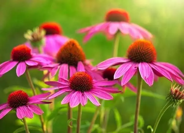 Cara Menanam Echinacea