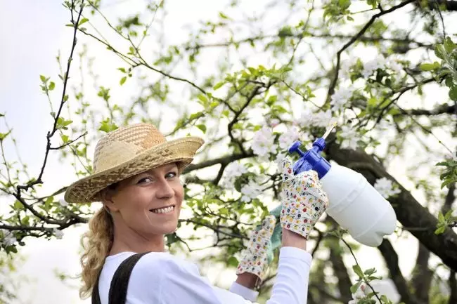 wann man obstbäume besprüht